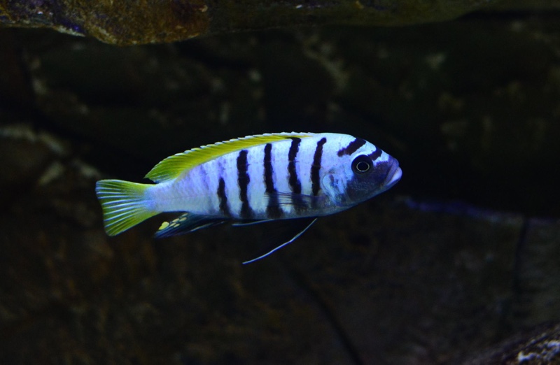 Cynotilapia zebroides 'Jalo Reef'