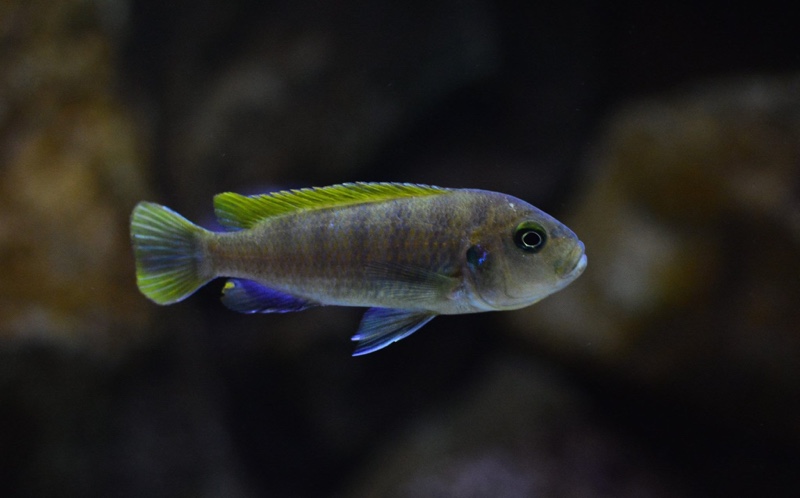 Cynotilapia zebroides 'Jalo Reef'