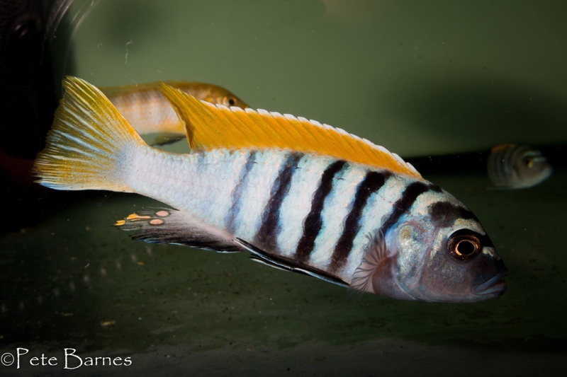 Cynotilapia zebroides 'Jalo Reef'