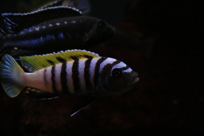 Cynotilapia zebroides 'Jalo Reef'