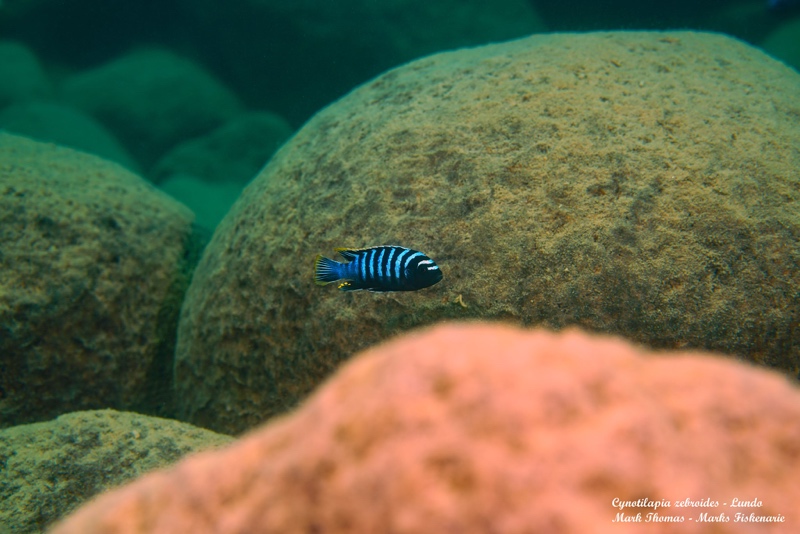 Cynotilapia zebroides 'Lundo Island'