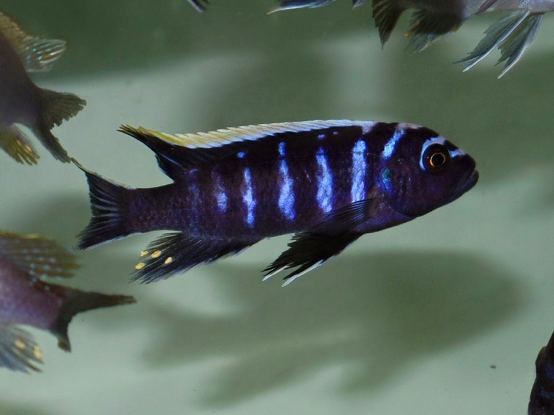 Cynotilapia zebroides 'Ndonga'