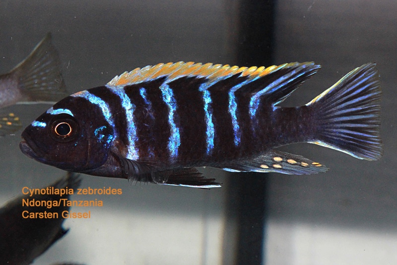 Cynotilapia zebroides 'Ndonga'