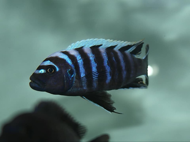 Cynotilapia zebroides 'Puulu Island'