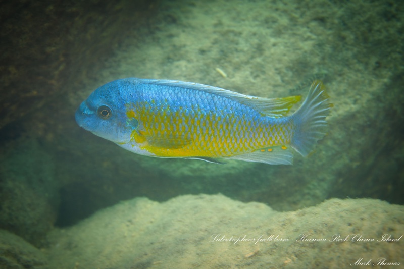 Labeotropheus fuelleborni 'Kavumu Rock, Chirwa Island