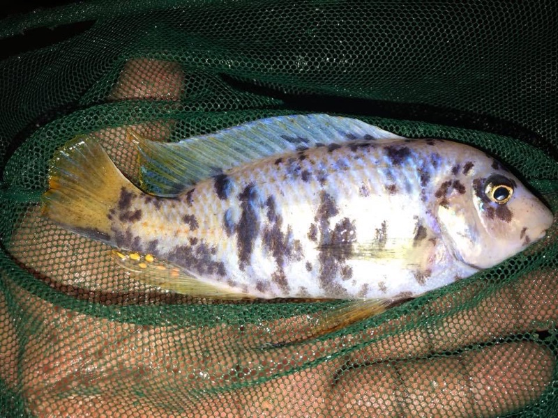 Labeotropheus fuelleborni 'Mbenji Island'