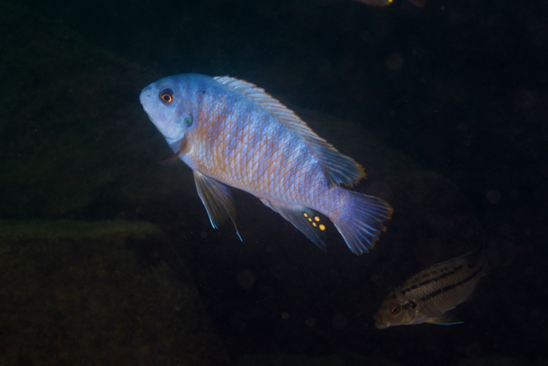 Labeotropheus fuelleborni 'Nakantenga Island'