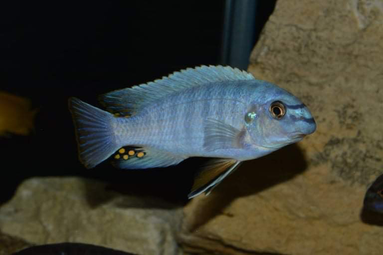 Labeotropheus fuelleborni 'Ndonga'
