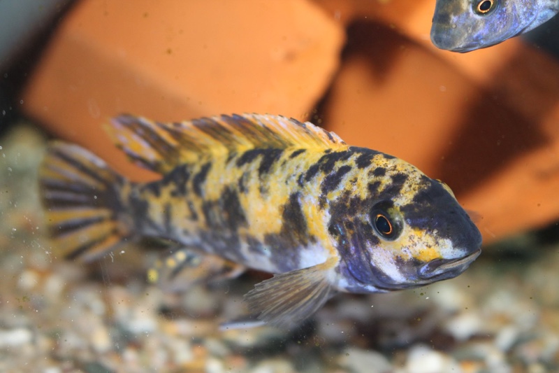Labeotropheus trewavasae 'Border'