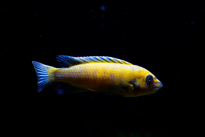 Labeotropheus trewavasae 'Chilumba'