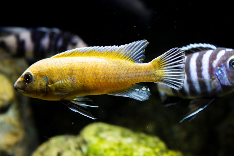 Labeotropheus trewavasae 'Chilumba'