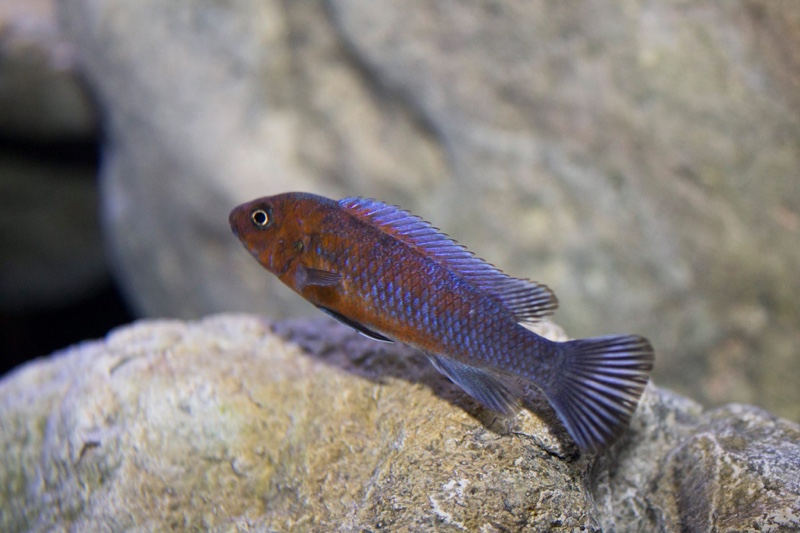 Labeotropheus trewavasae 'Chilumba'