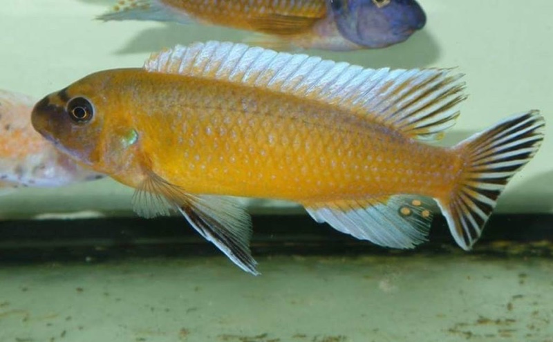 Labeotropheus trewavasae 'Chilumba'
