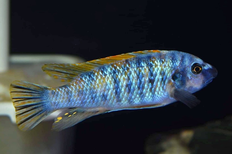 Labeotropheus trewavasae 'Chinyamwezi Island'