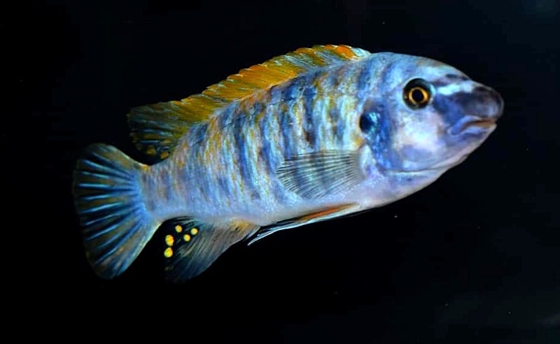 Labeotropheus trewavasae 'Chinyamwezi Island'
