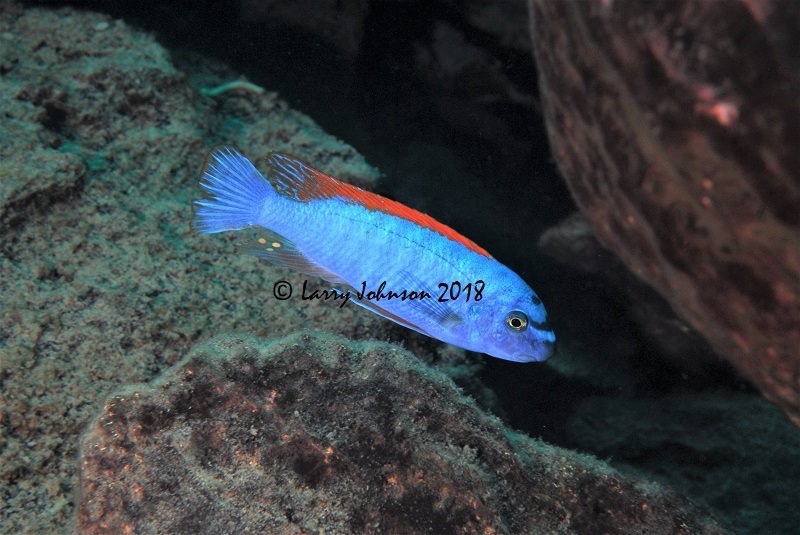 Labeotropheus trewavasae 'Chinyamwezi Island'