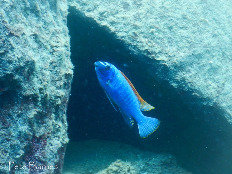 Labeotropheus trewavasae 'Chinyamwezi Island'
