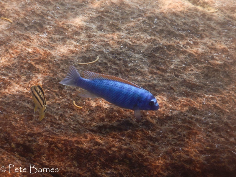 Labeotropheus trewavasae 'Chinyamwezi Island'