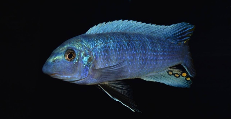 Labeotropheus trewavasae 'Lupingu'