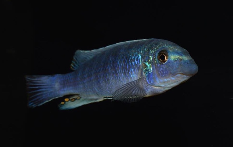 Labeotropheus trewavasae 'Lupingu'