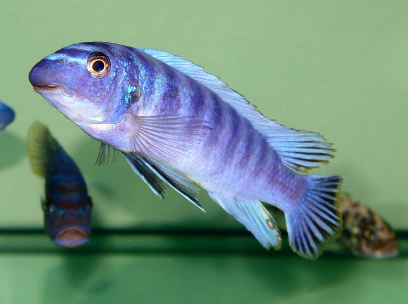Labeotropheus trewavasae 'Lupingu'