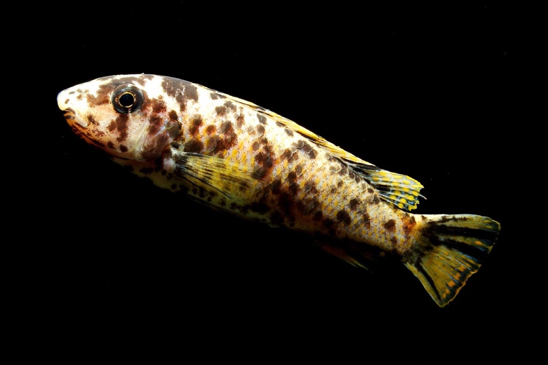 Labeotropheus trewavasae 'Manda'