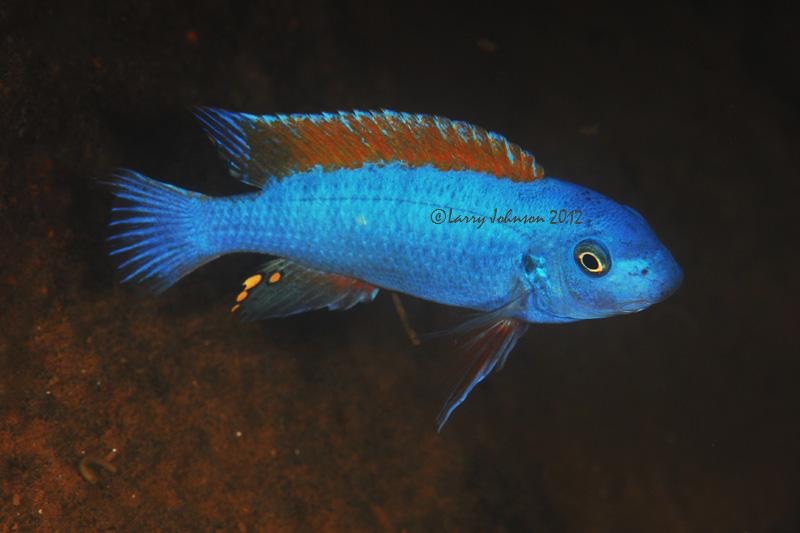 Labeotropheus trewavasae 'Namalenje Island'