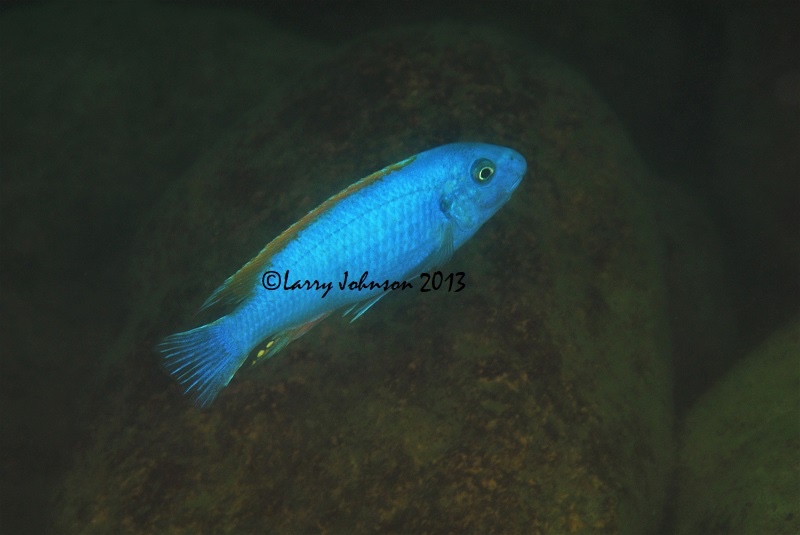 Labeotropheus trewavasae 'Namalenje Island'
