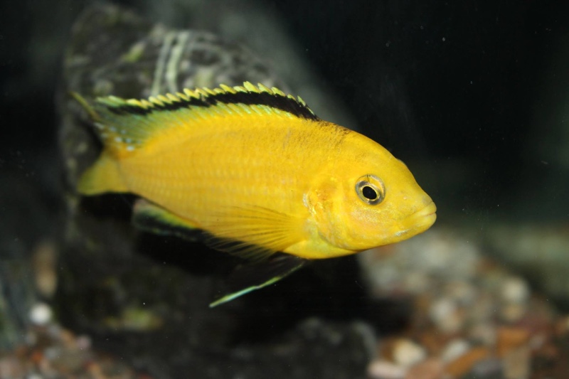 Labidochromis caeruleus 'Kakusa'