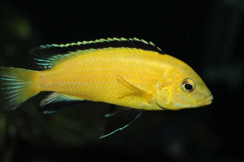 Labidochromis caeruleus 'Kakusa'