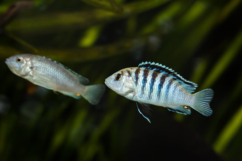 Labidochromis cf. caeruleus 'Lundo Island'; Labidochromis sp. 'nkhali'