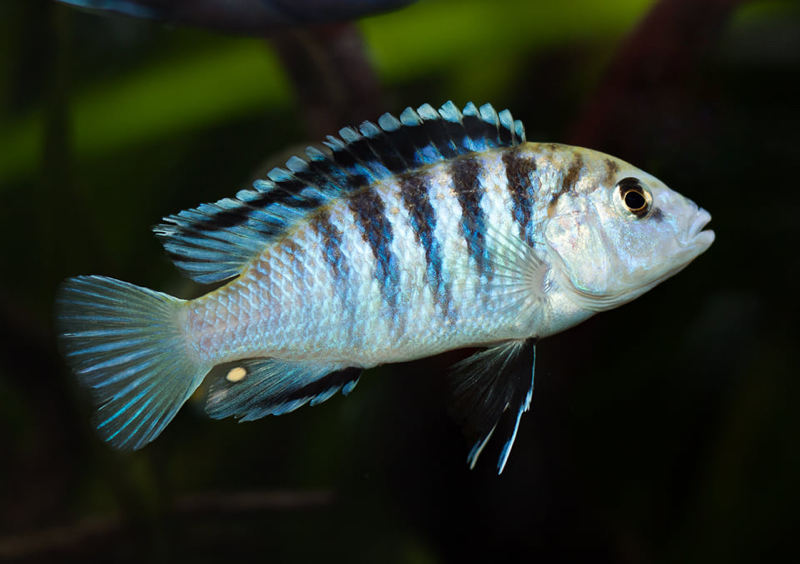 Labidochromis cf. caeruleus 'Lundo Island'; Labidochromis sp. 'nkhali'