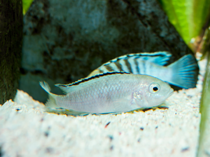 Labidochromis cf. caeruleus 'Lundo Island'; Labidochromis sp. 'nkhali'