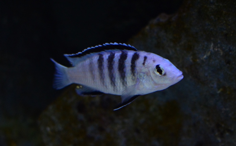 Labidochromis cf. caeruleus 'Lundo Island'; Labidochromis sp. 'nkhali'