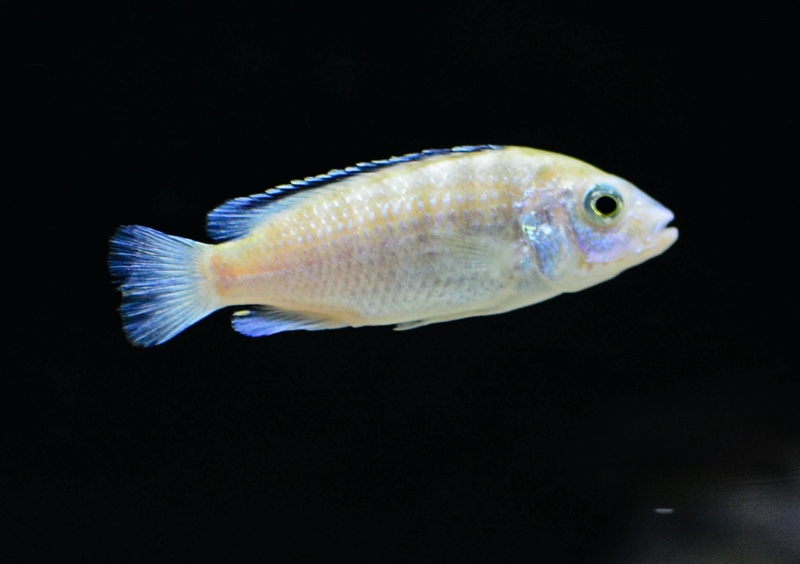 Labidochromis cf. caeruleus 'Lundo Island'; Labidochromis sp. 'nkhali'