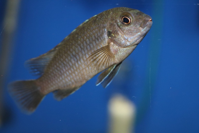 Labidochromis gigas 'Machili Island'