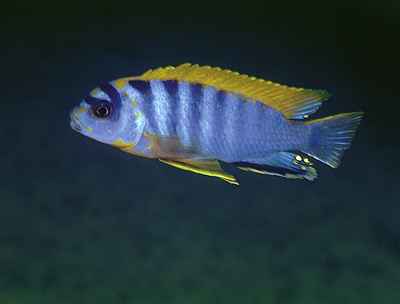 Labidochromis sp. 'hongi' Hongi Island