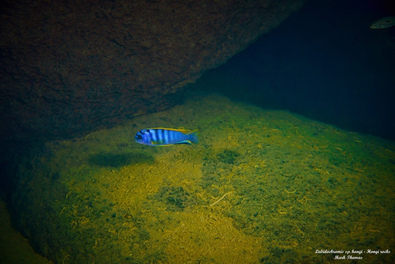 Labidochromis sp. 'hongi' Hongi Rocks