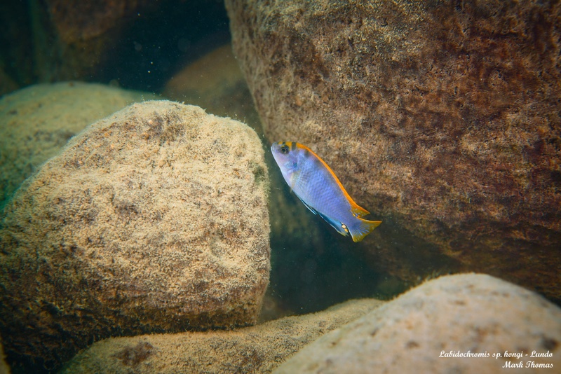Labidochromis sp. 'hongi' Lundo Island