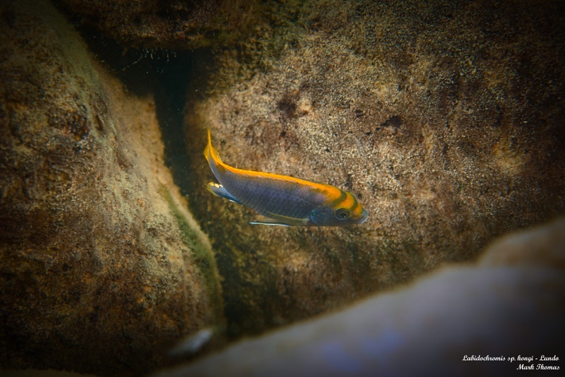 Labidochromis sp. 'hongi' Lundo Island