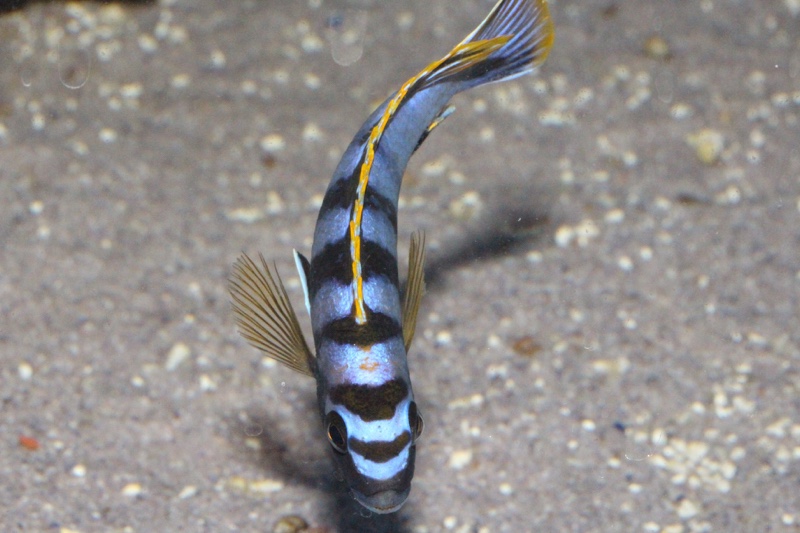 Labidochromis sp. 'mbamba' Mbamba Bay