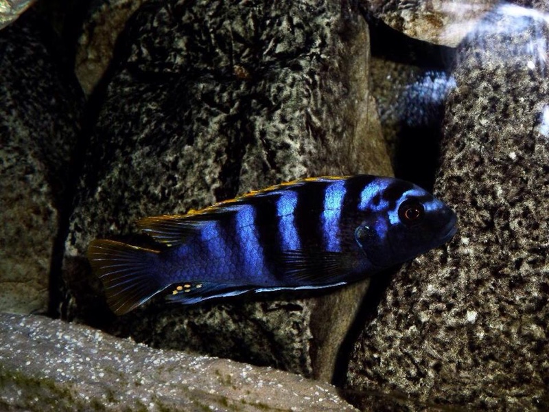 Labidochromis sp. 'mbamba' Mbamba Bay