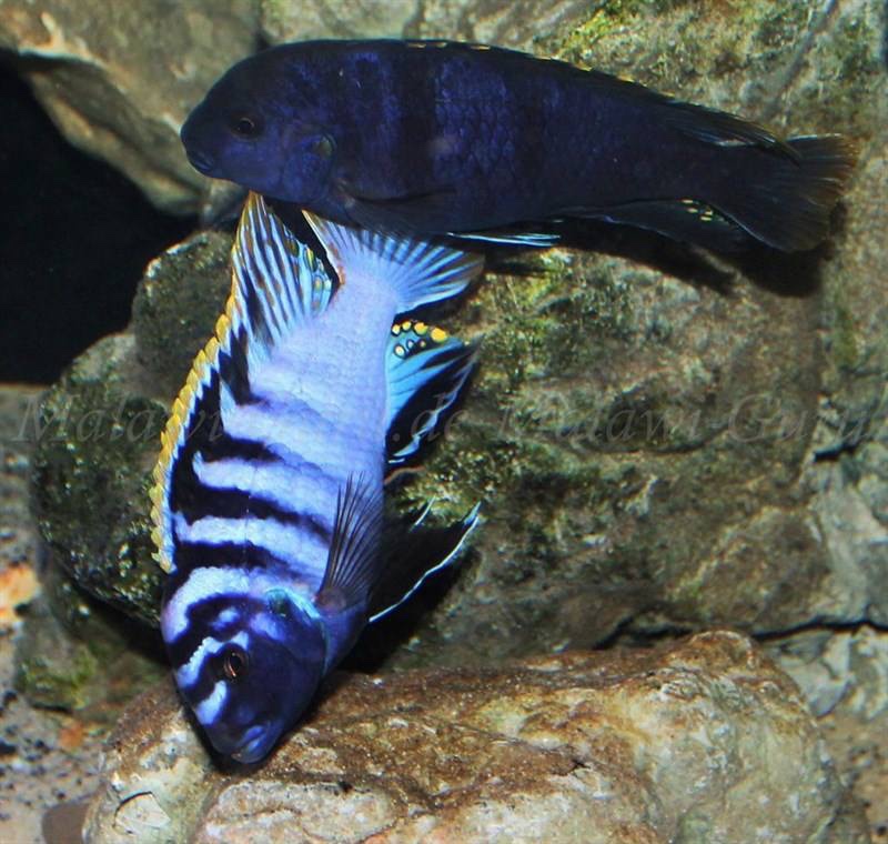 Labidochromis sp. 'mbamba' Mbamba Bay
