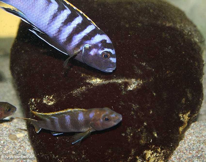 Labidochromis sp. 'mbamba' Mbamba Bay