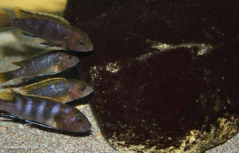 Labidochromis sp. 'mbamba' Mbamba Bay