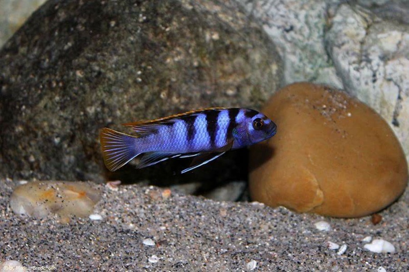 Labidochromis sp. 'mbamba' Mbamba Bay