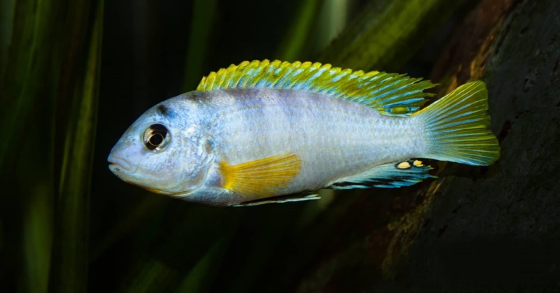 Labidochromis sp. 'perlmutt' Higga Reef