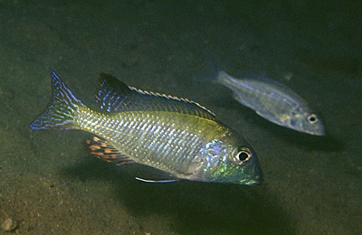 Lethrinops albus 'Kande Island'