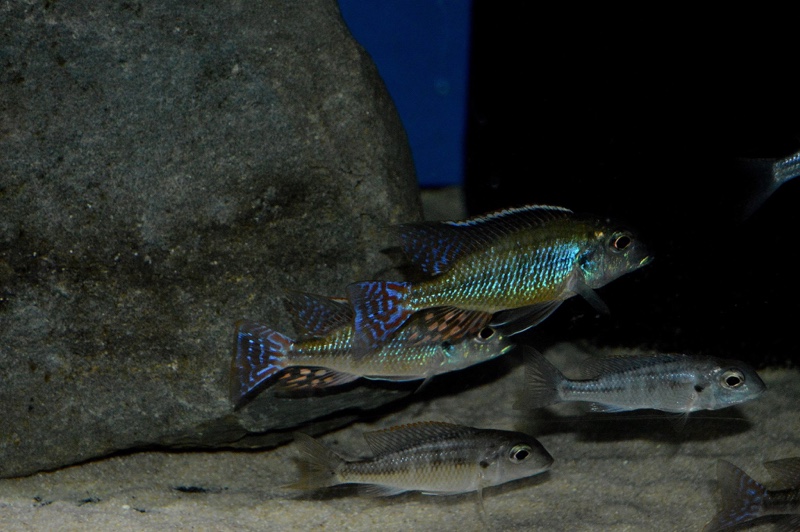 Lethrinops albus 'Kande Island'