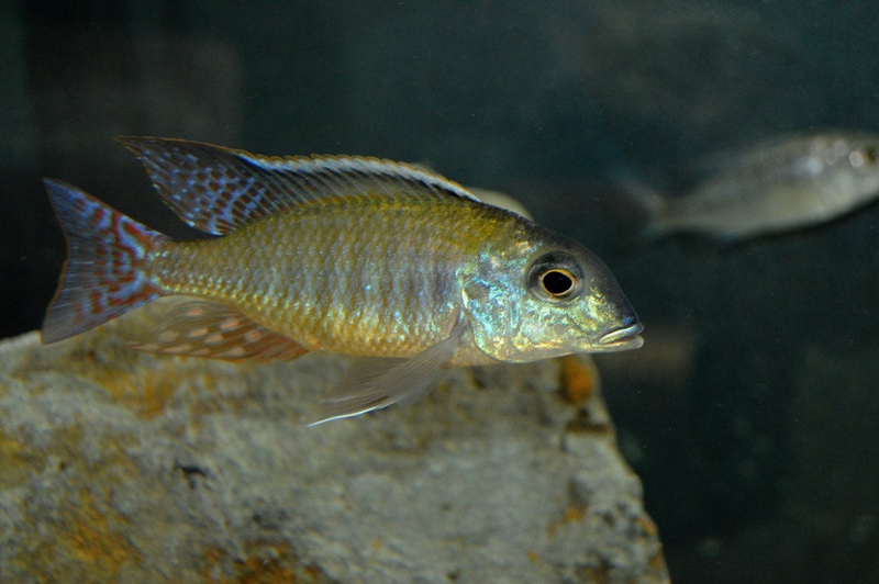 Lethrinops albus 'Kande Island'